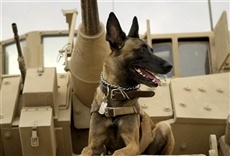 Max (2015) - Película en Español - FULLTV