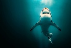 Shark Week: tiburones del arrecife - Serie en Discovery en Español - FULLTV